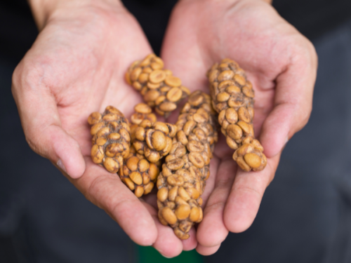The Surprising Animal That Eats Coffee Cherries (and Why It Matters)